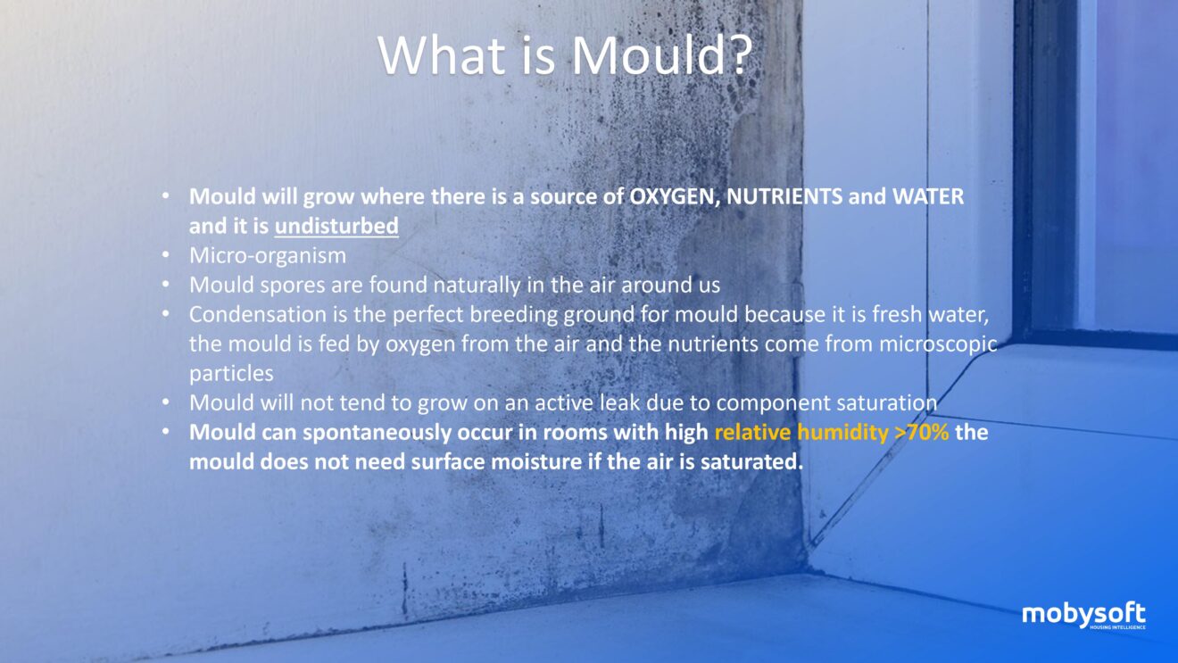 Damp & Mould: A Quick Guide - Mobysoft